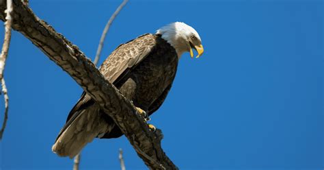 Do Eagles Hunt At Night Facts About Eagle Hunting Behavior