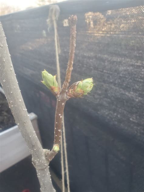 Red Pixie Lilac Trees For Sale