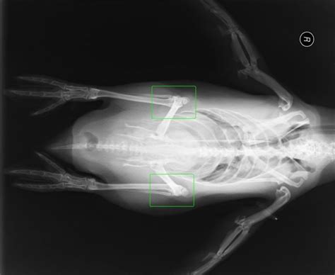 Sabias Que Os Pinguins Têm Joelhos Fciências