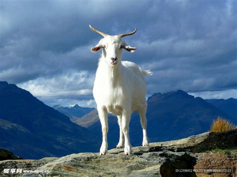 山羊摄影图 家禽家畜 生物世界 摄影图库 昵图网