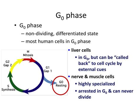 PPT Chapter 12 The Cell Cycle PowerPoint Presentation Free Download ID 5958400