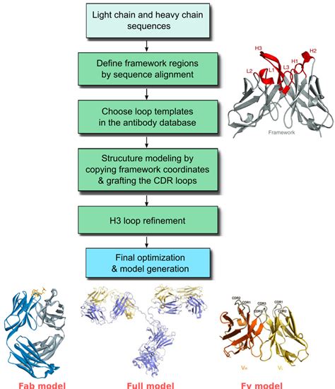 Antibody Modeling Profacgen
