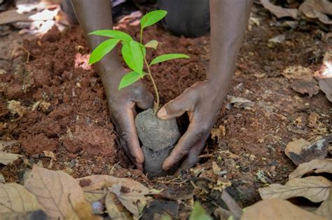 giving cocoa trees the shade they need nestlé cocoa plan
