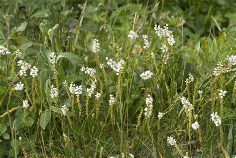 Polygonum Viviparum Alpine Bistort