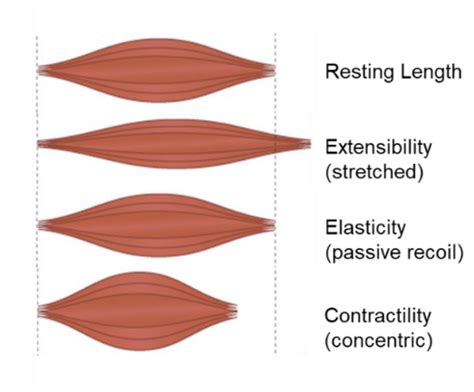 Aandp Ch 9 Muscles And Muscle Tissue Flashcards Quizlet
