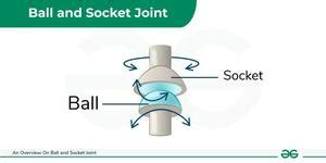 Ball And Socket Joint GeeksforGeeks