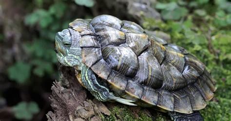 Unhealthy Turtle Shell Problems Healing And Prevention Complete List