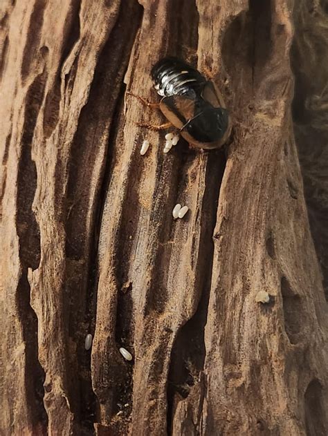 Random White Eggs On My Hissing Roach Tank R Roaches