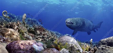 Dunkleosteus prehistoric fish, illustration - Stock Image - C061/1125 ...