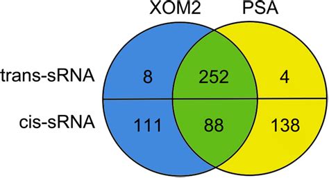 Venn Diagram Illustrating The Srna Composition In Xanthomonas Oryzae Download Scientific