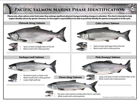 Salmon Species Identification At Victor Wenzel Blog