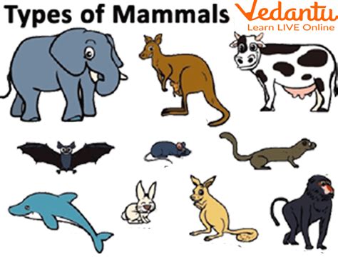 Mammals Names Learn Identify And Explore Popular Mammals