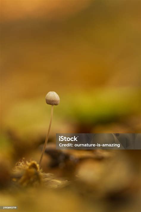 가장자리에 숲에서 키 큰 외로운 버섯 흰색 균사체가 한 곳에서 자랍니다 숲의 작은 버섯 모자 버섯의 클로즈업 똑바로 서있는 버섯 Atumn 색상 숲 바닥 0명에 대한 스톡