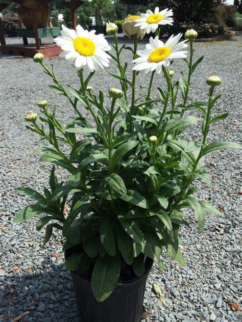 Shasta Daisy Plant