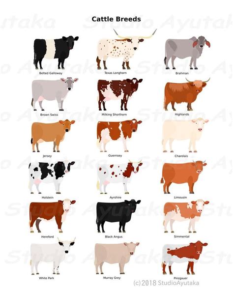 The Different Breeds Of Cattle Are Shown In This Chart Which Shows