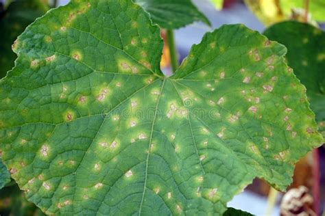 Cucumber Leaf Spot Disease Symptom Stock Image Image Of Fungus Plant