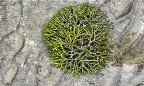 Codium Fragile Marine Biodiversity Portal Of Bangladesh