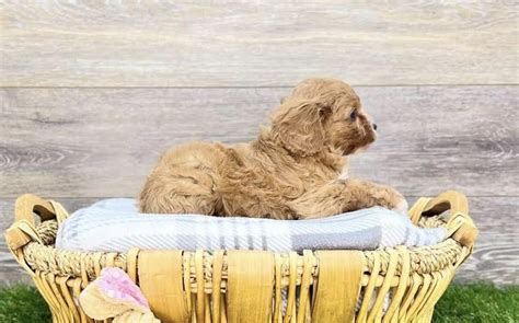 Anybody Elses Pup Look Like This Rcavapoo