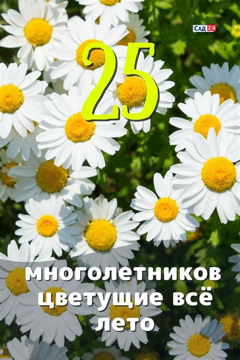 Многолетние цветы для дачи и сада фото с названиями каталог видео Vegetable Garden Diy Diy