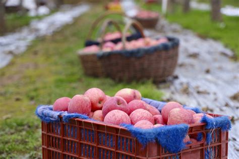 苹果框子图片素材 苹果框子设计素材 苹果框子摄影作品 苹果框子源文件下载 苹果框子图片素材下载 苹果框子背景素材 苹果框子模板下载 搜索中心