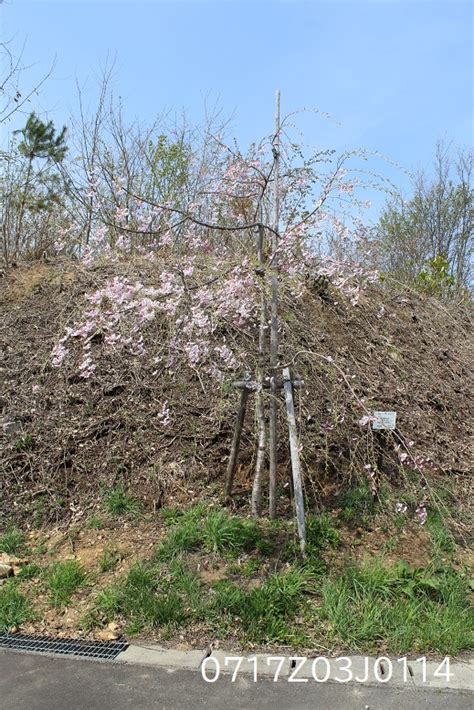 J224 日中線しだれ桜プロジェクト