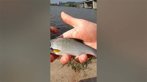 Чудова літня риболовля на плотву в Києві Youtube