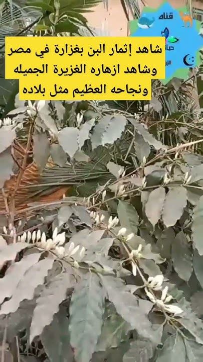 شاهد نجاح زراعة شجرة البنشجرة القهوة في مصر ومحصولها الوفير العظيم