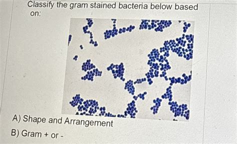 Solved Classify The Gram Stained Bacteria Below Based Ona