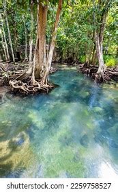 79 Thousand Tha Pom Mangrove Krabi Thailand Images Royalty Free Images