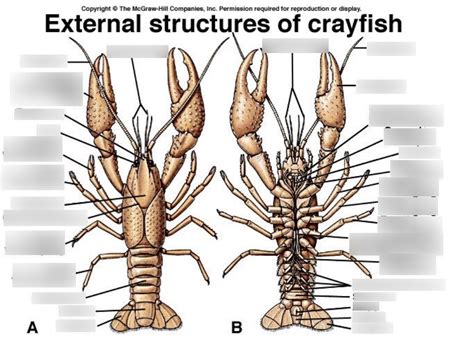 Phylum Annelida Diagram Quizlet