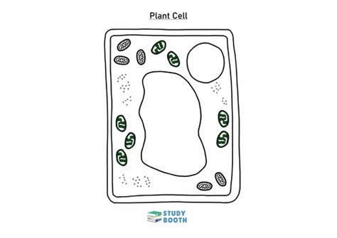 Simple Plant Cell Diagram Without Labels