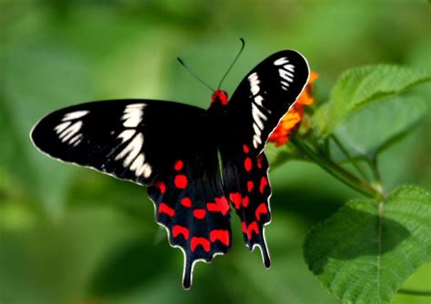 Red Swallowtail Butterfly