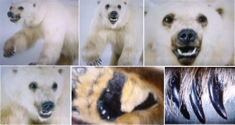 Hybrid Bears Polar Bear Hybrids