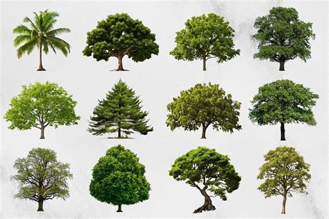 Tree Templates Download Free Designs On Rawpixel