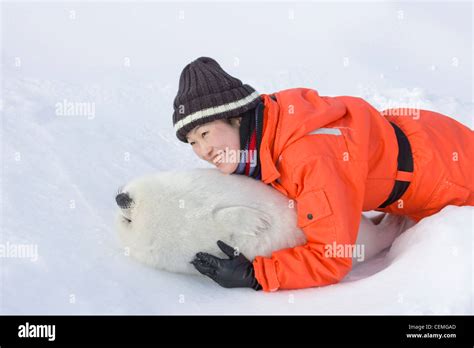 harp seal pup