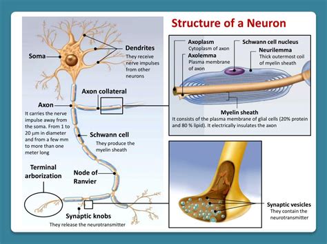 Ppt Lecture 17 Nervous Tissue Powerpoint Presentation Free