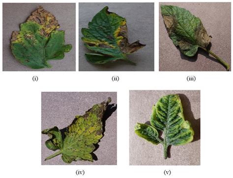 Rtf Rcnn An Architecture For Real Time Tomato Plant Leaf Diseases