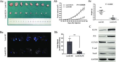 A A Photographs Of Tumors Excised 56 Days After Inoculation Of Download Scientific Diagram