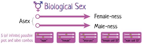 Gender Sex And Sexual Orientation ShapeINK