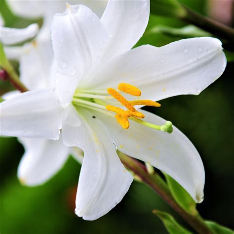 Lilium Candidum Madonna Lily Fragrant Lírios Plantas venenosas Jardim de lírio