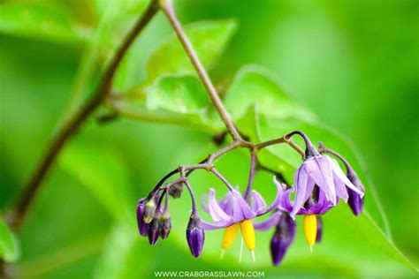 14 Weeds With Purple Flowers Common Lawn Weed Guide 2023 Crabgrasslawn