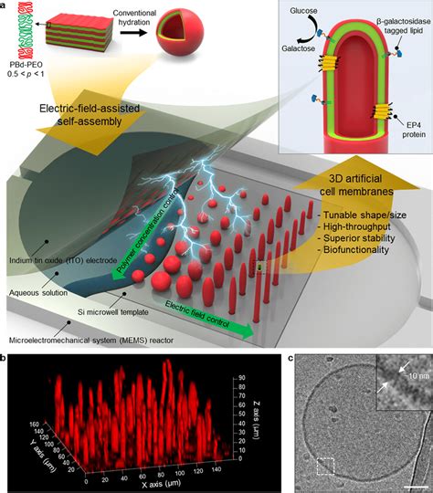 3d Block Copolymer Artificial Cell Membranes 3dbcpms For Versatile