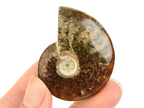 Fossil Ammonite Whole From Madagascar 30g Naturshop Cz