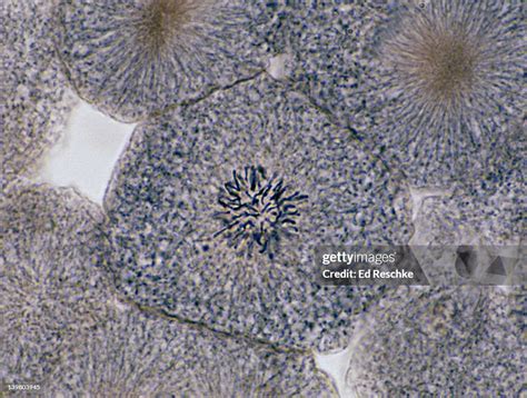 Animal Mitosis Prophase 250x Whitefish Embryo Shows The Chromosomes