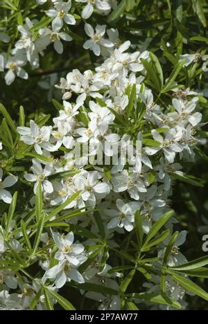 Choisya Ternata Aztec Pearl White Flowers Flowering Evergreen Shrubs Shrub Scented Fragrant