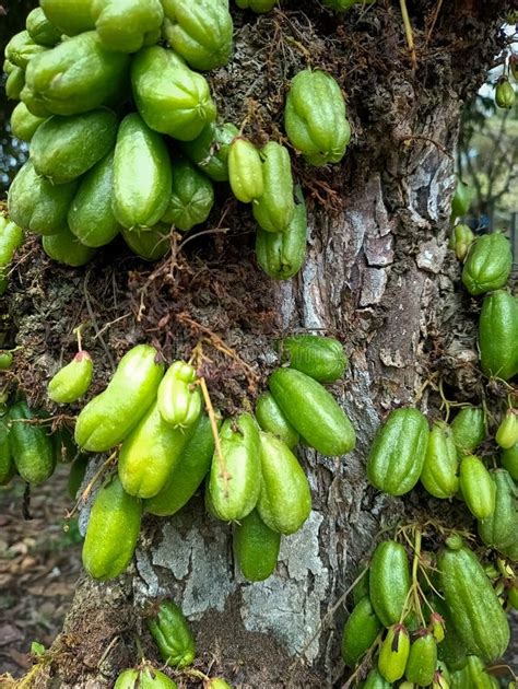 Vegetable Starfruit Also Known As Bottle Starfruit Iron Starfruit Or