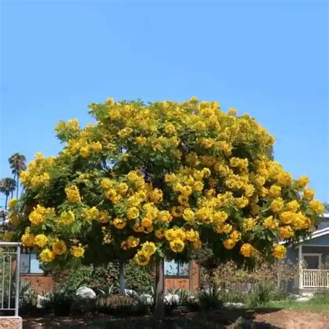 Cassia Biflora Flower Plant Jiffy Plants