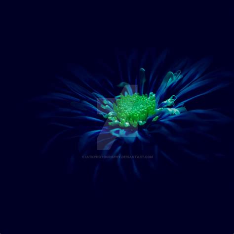 Dark Flower by iaTkPhotography on DeviantArt