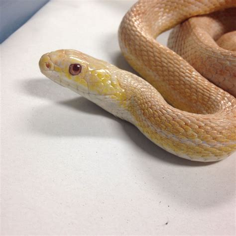Albino Yellow Rat Snake