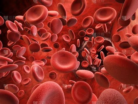 红细胞 显微镜 水平画幅 血细胞 微生物学 科学 生物学 特写 活力 花瓣网